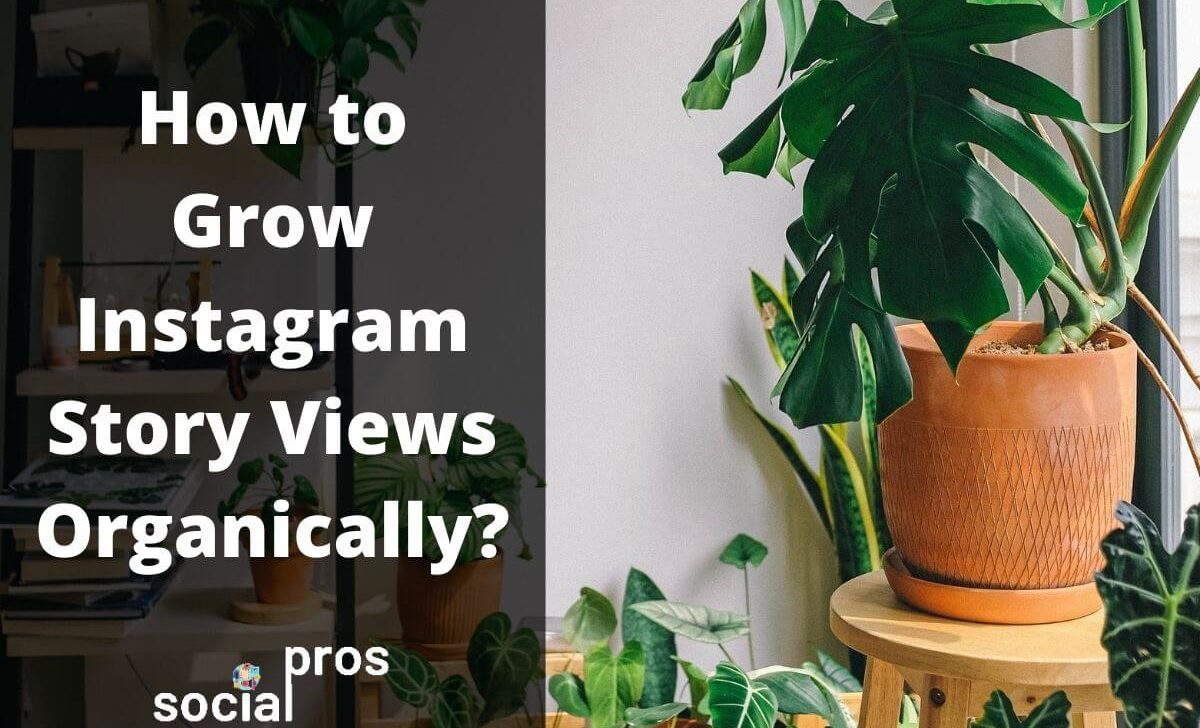 The Best Instagram Web Viewer To Help You Grow